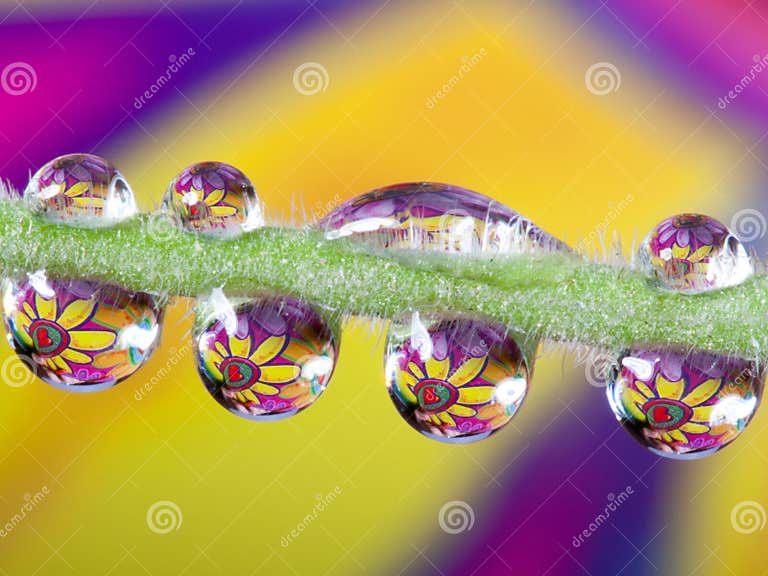 8 waterdrops on plant stock photo. Image of horizontal - 38545936