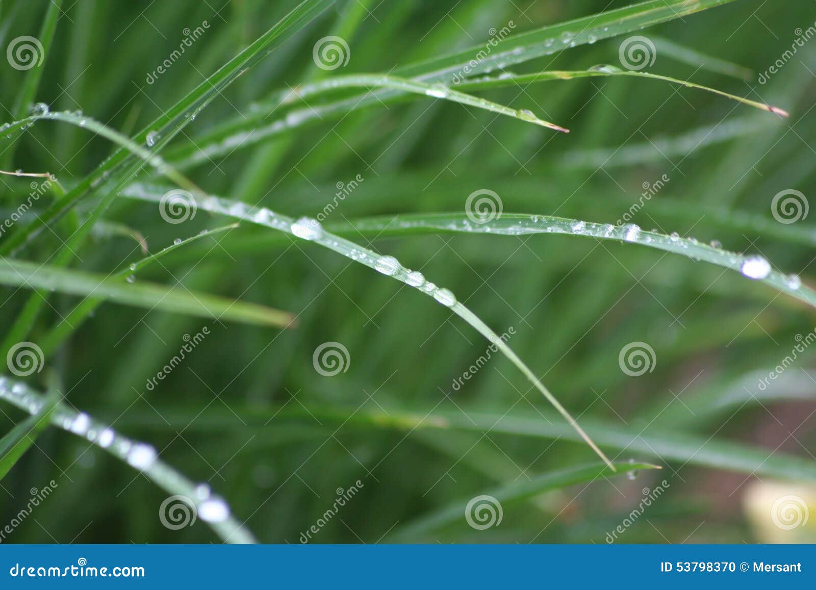 Waterdrops stock photo. Image of natural, waterdrops - 53798370
