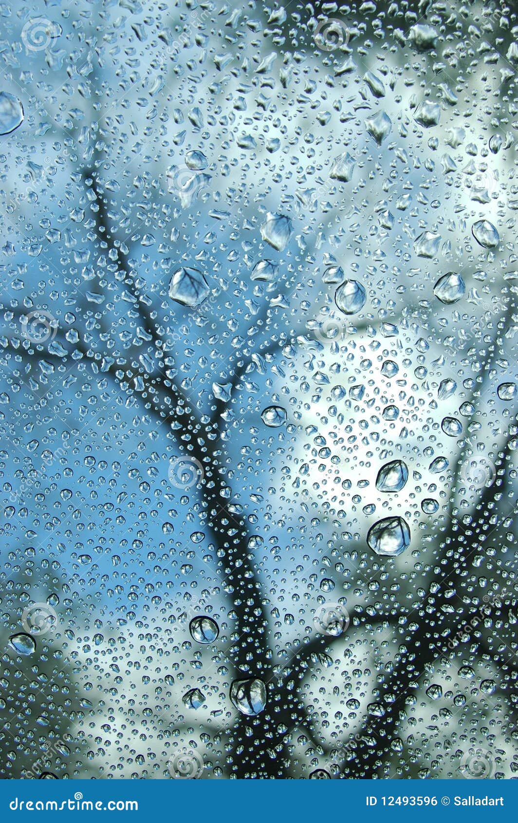 Waterdrops Reflecting Tree Branches Stock Photo - Image of rainny ...