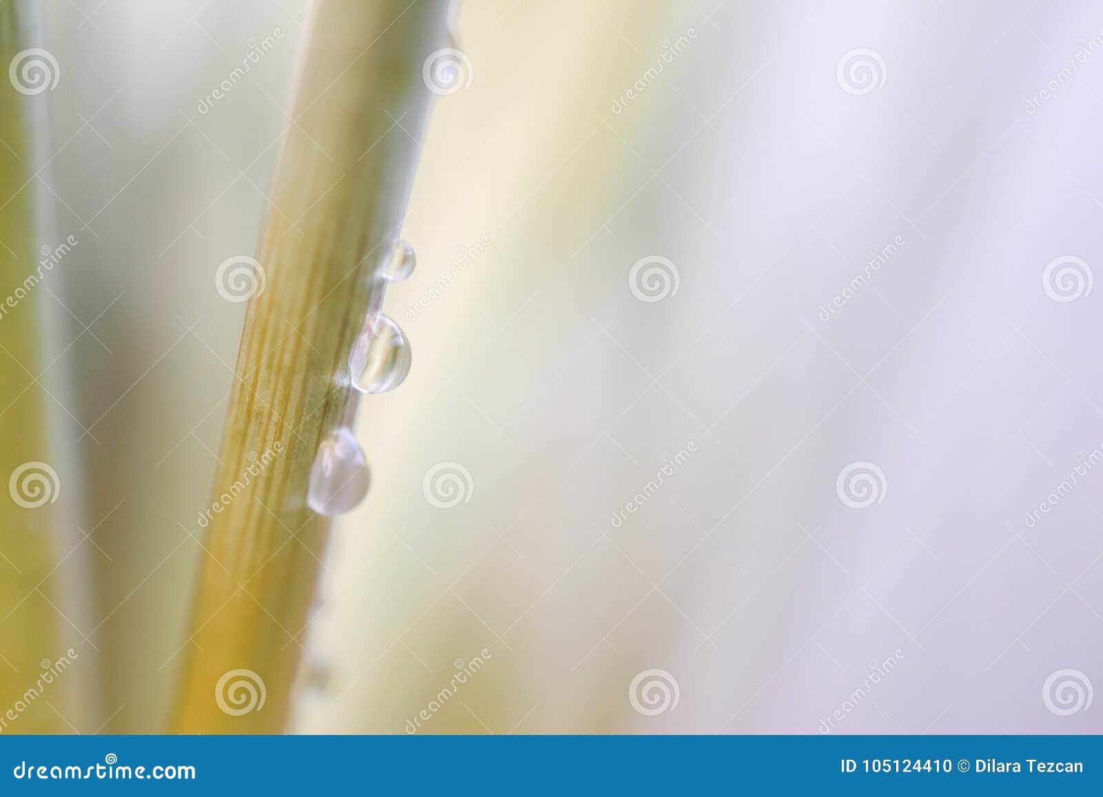 Waterdrops on a Plant Vertically Stock Photo - Image of drop, strenght ...