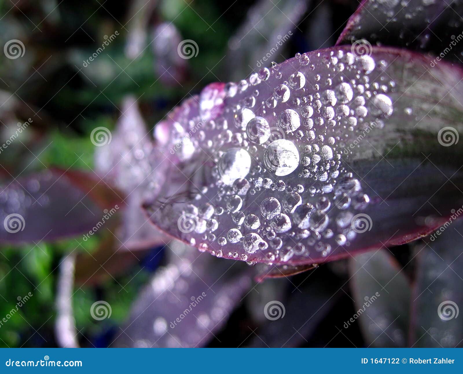 Watered Leaves stock photo. Image of natural, macro, purple - 1647122