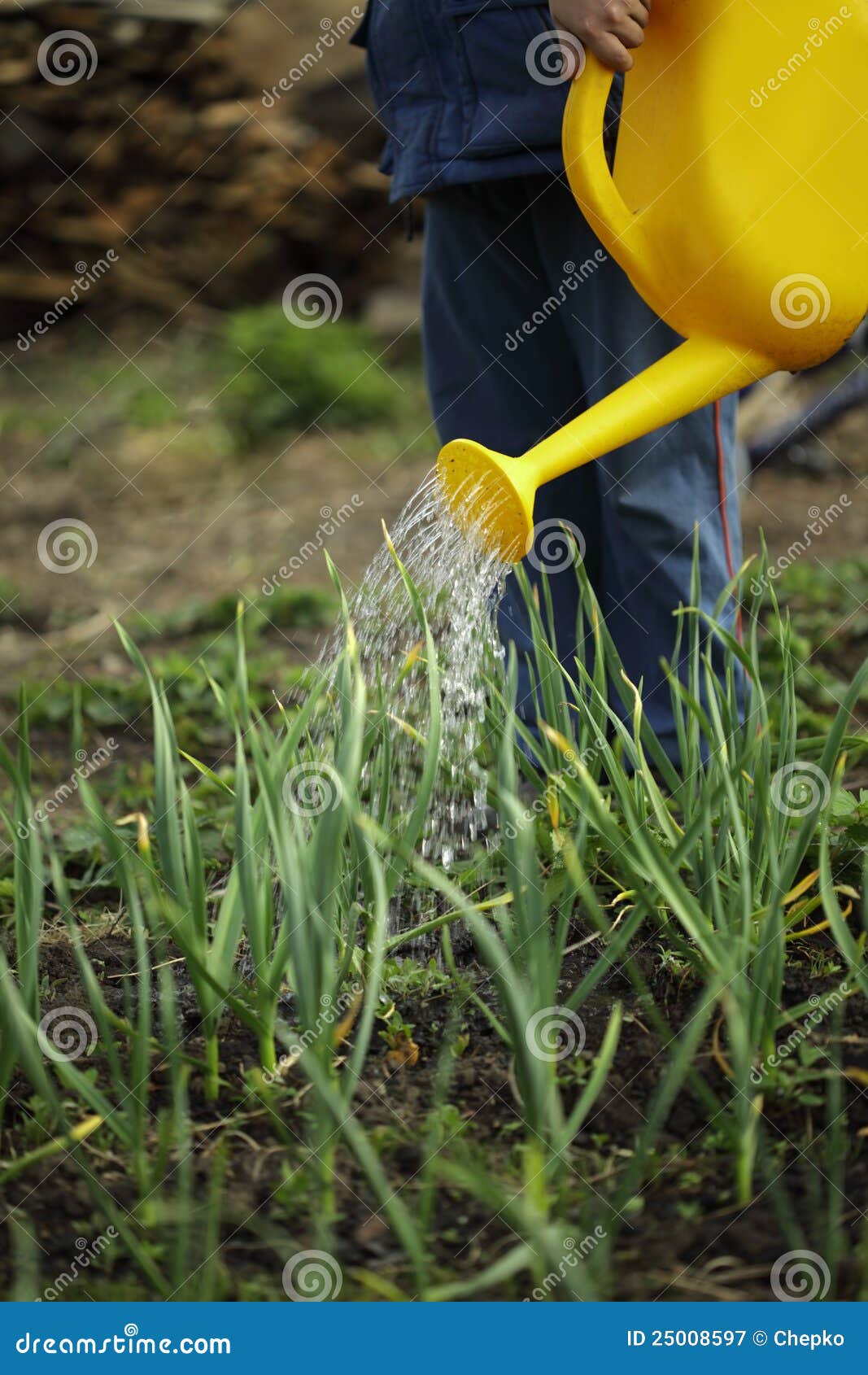 Watered from a Watering Can Stock Image - Image of green, person: 25008597