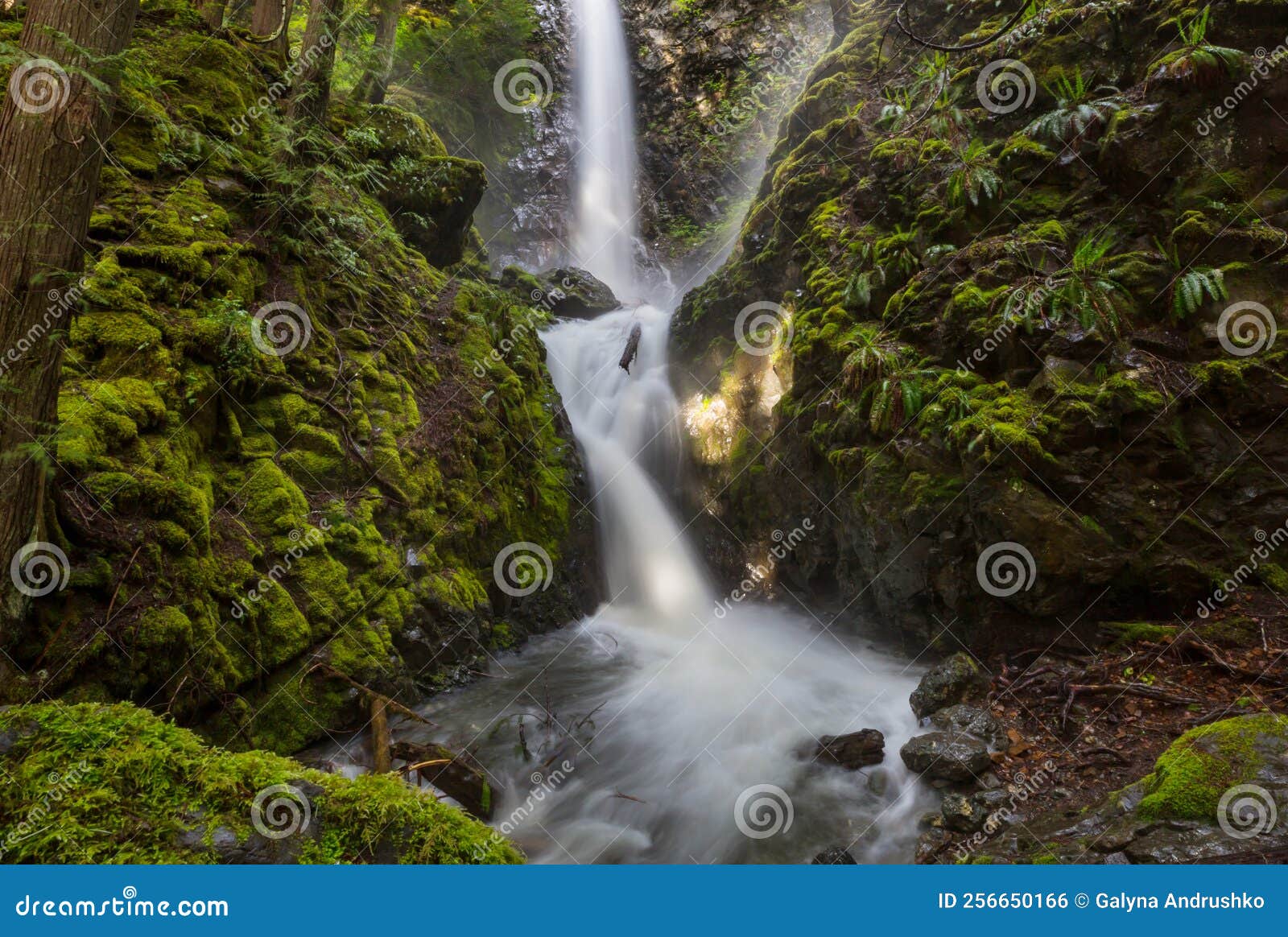 Waterfall in the forest stock photo. Image of green - 256650166