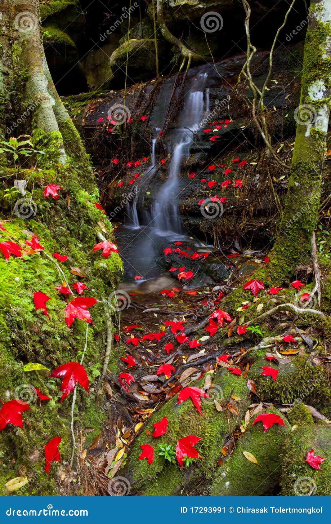 Waterfall Beautiful maple stock image. Image of vibrant - 17293991