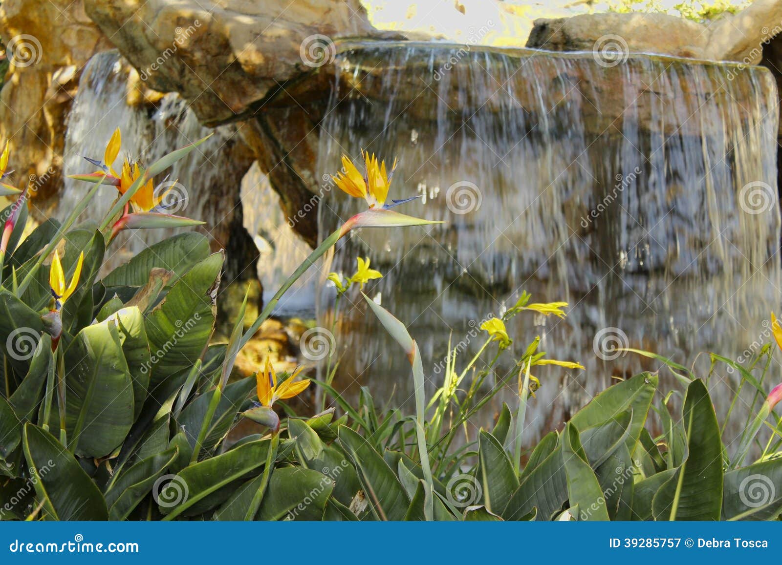 Waterfall Birds of Paradise Stock Image - Image of fall, peace: 39285757