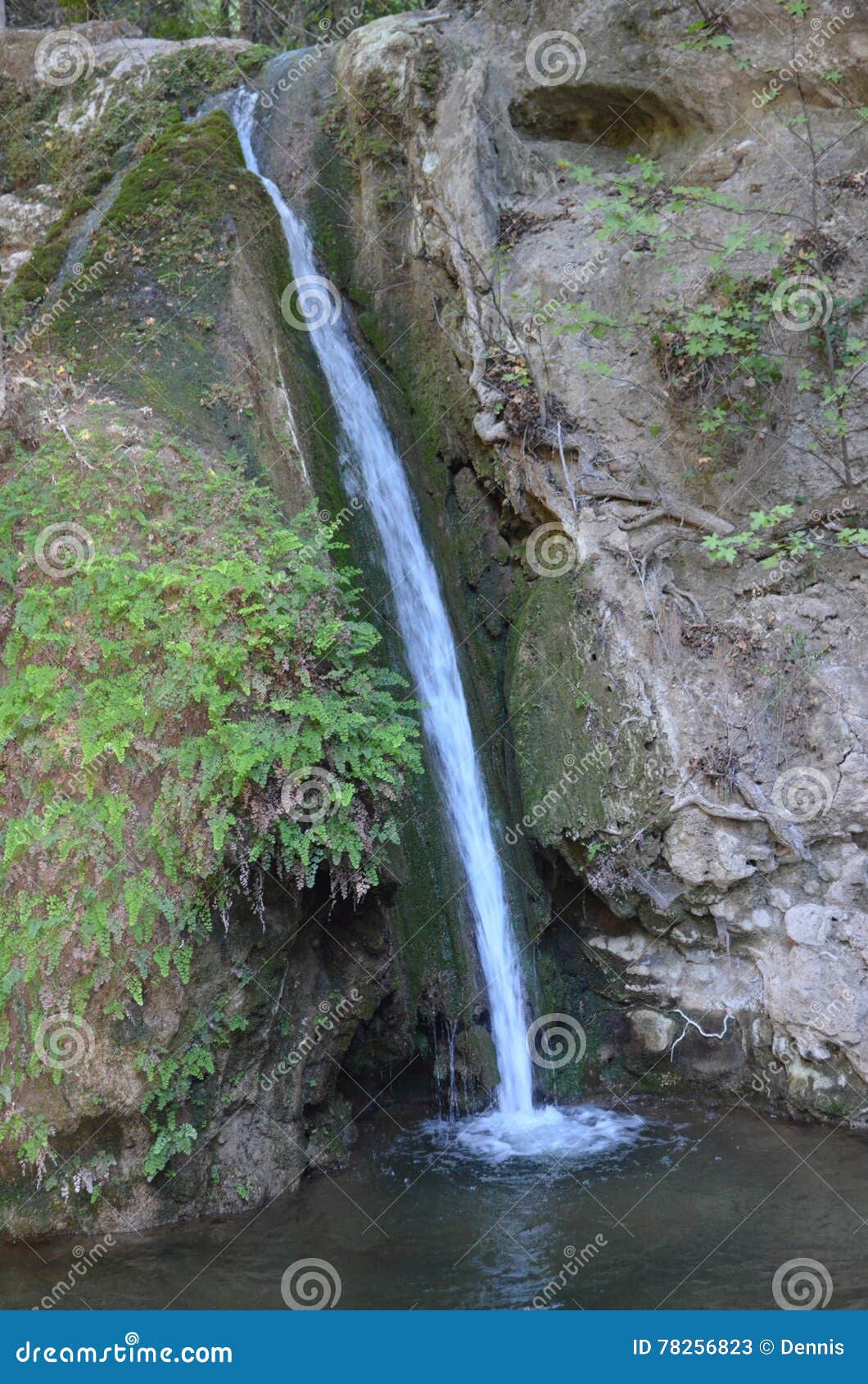 Waterfall stock image. Image of forest, plants, calm - 78256823