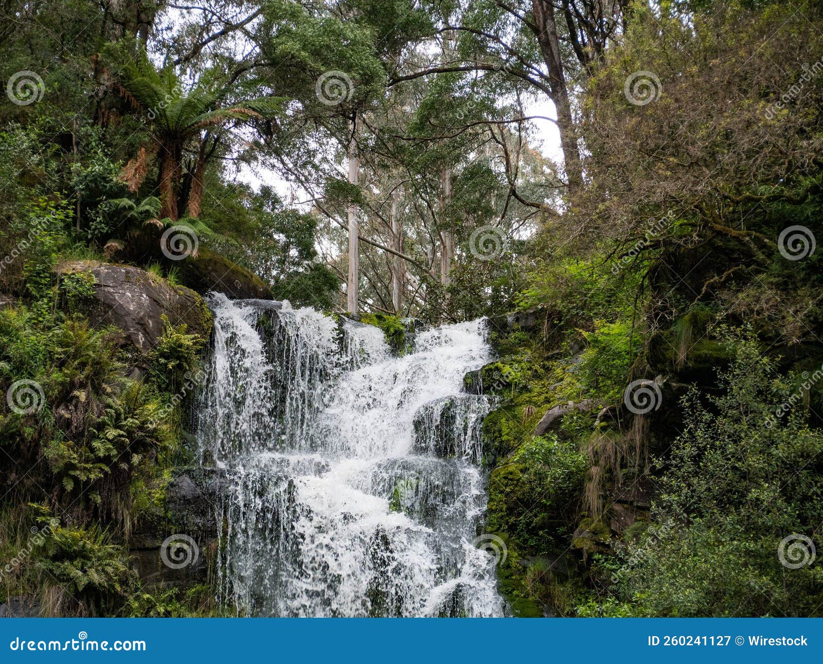 Waterfall Cascade in a Wild Jungle Stock Image - Image of nature ...