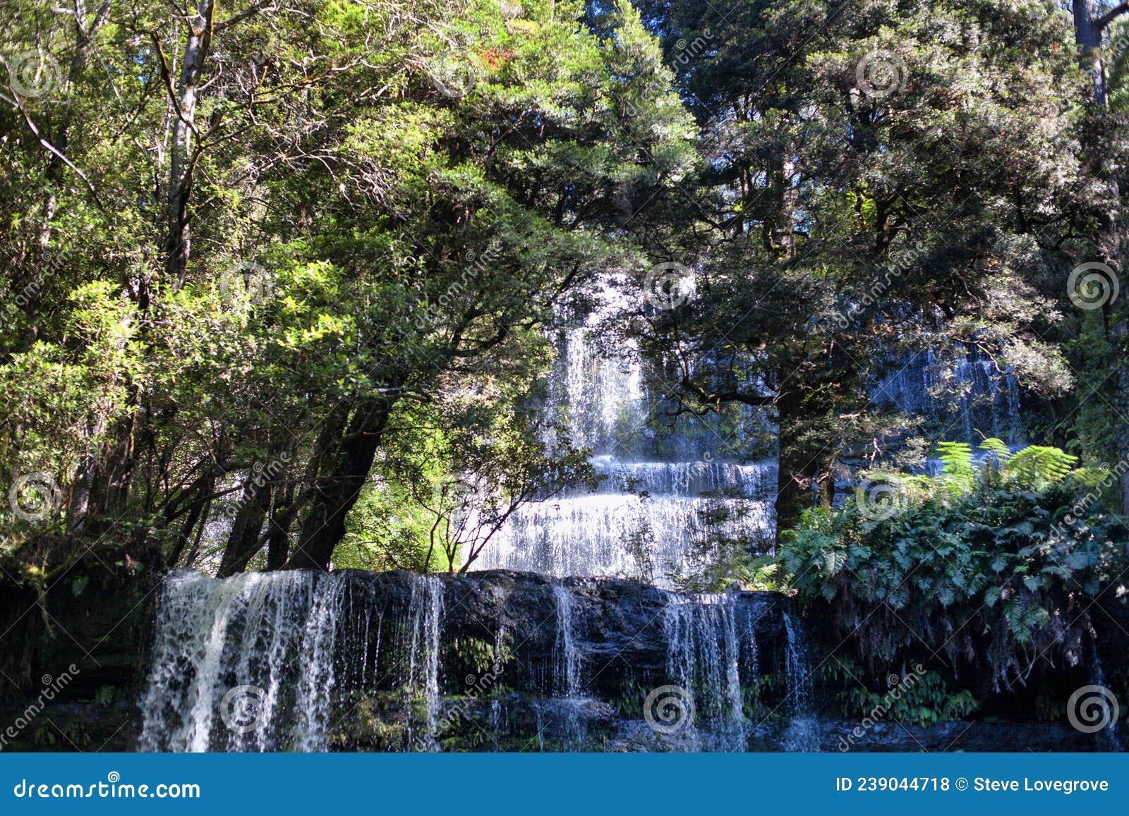 Waterfall Cascading Down through the Tasmanian Forest Stock Photo ...