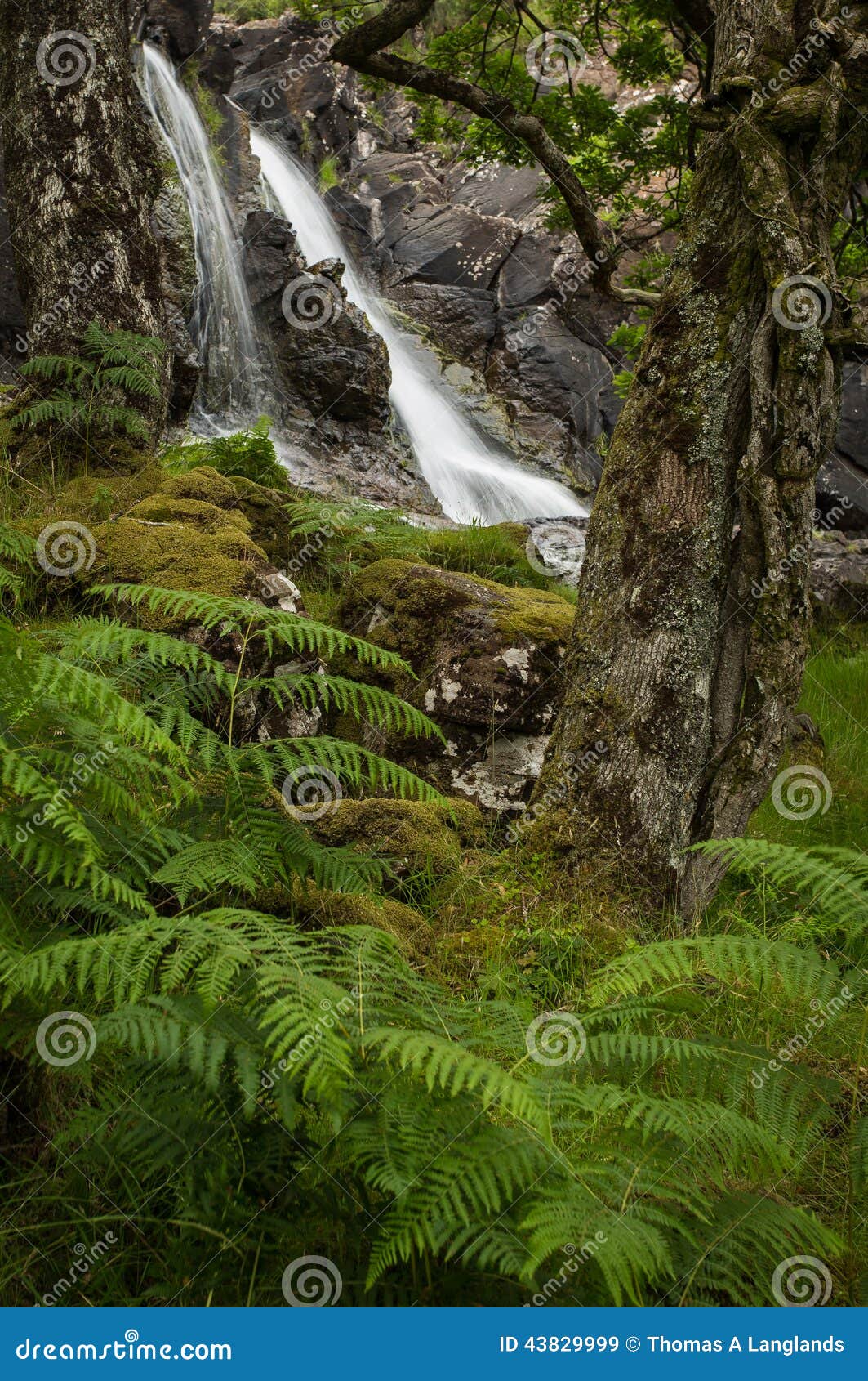 Waterfall in a Celtic Rainforest Stock Image - Image of ferns, foliage ...