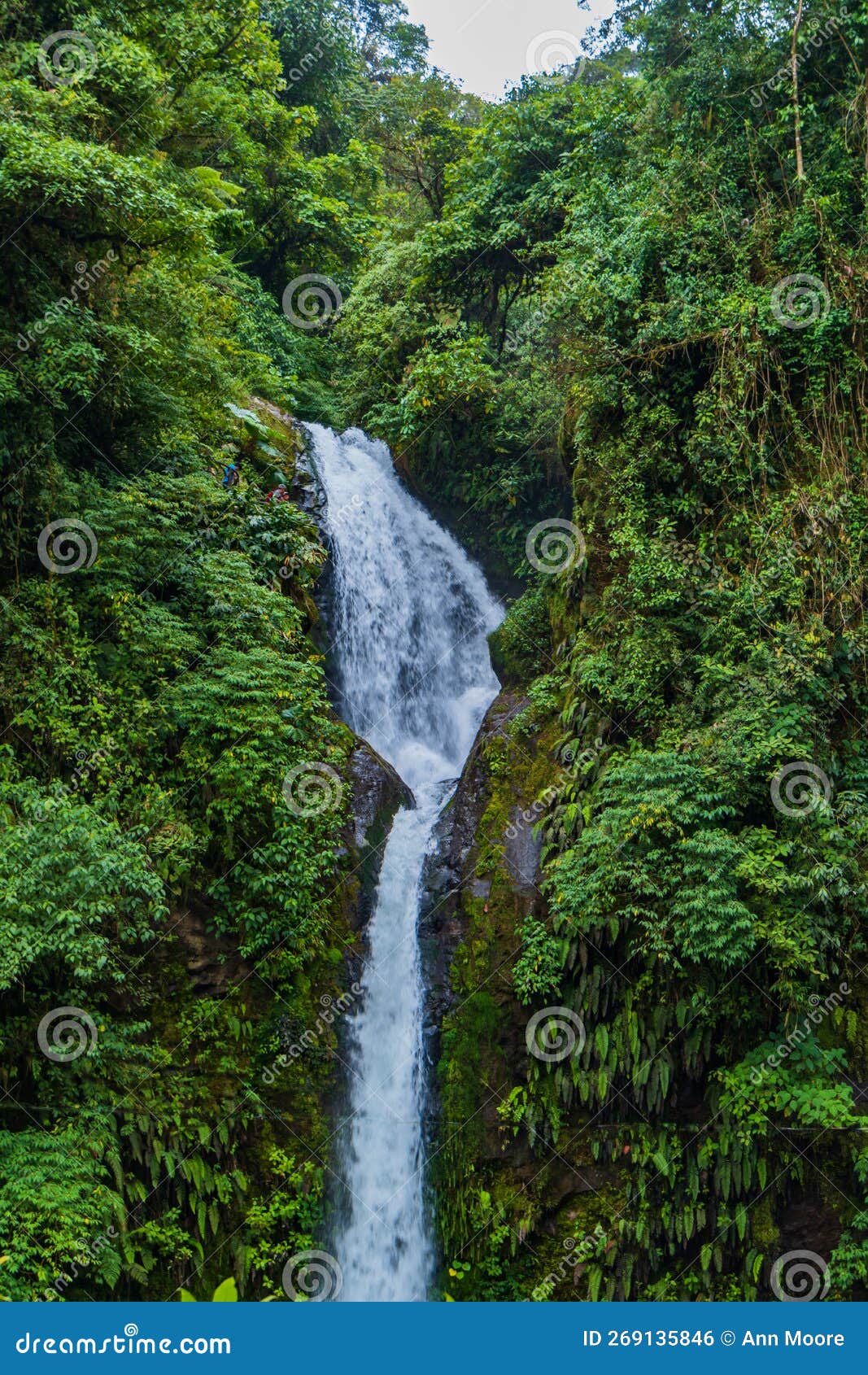 Waterfall in the Costa Rican Stock Photo - Image of plants, rock: 269135846