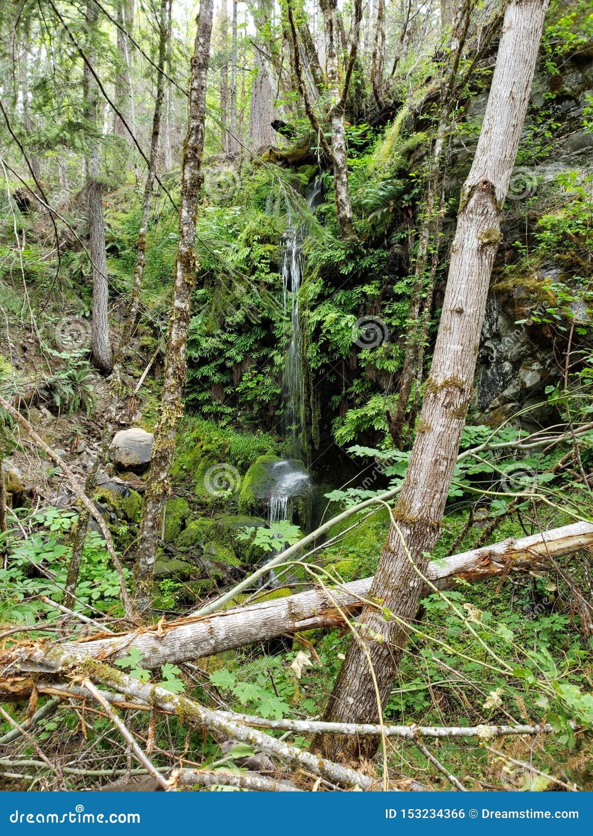 Waterfall Cougar Reservoir Oregon Stock Photo - Image of cougar ...