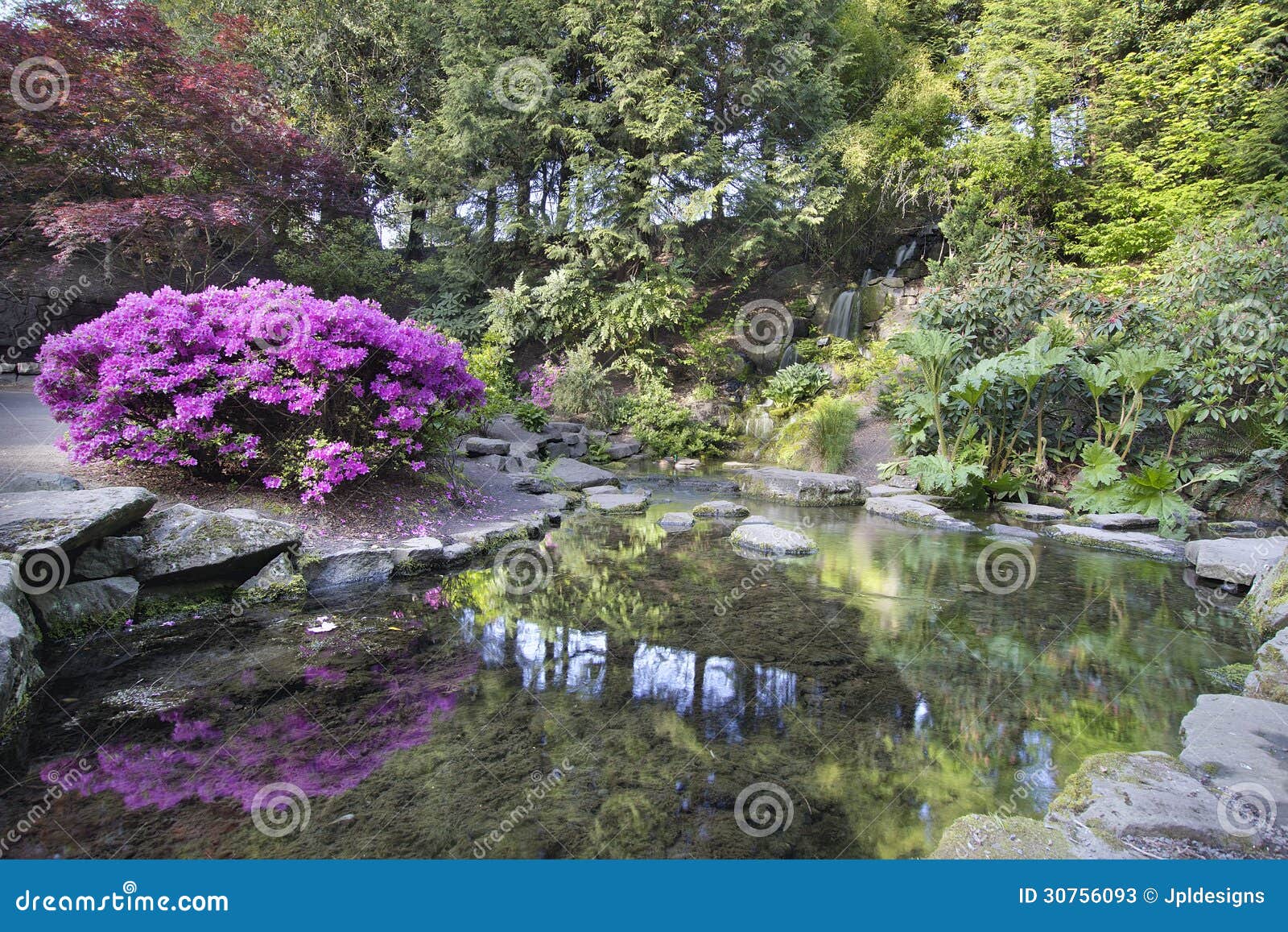 Waterfall at Crystal Springs Rhododendron Garden in Spring Stock Image ...