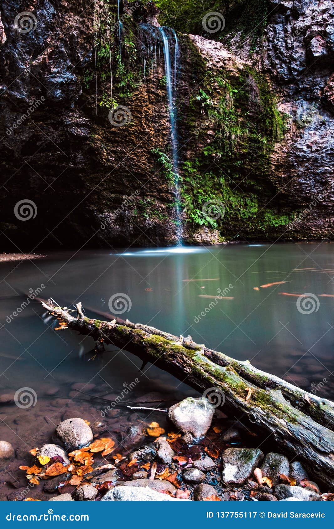 Waterfall with Dead Log in the Foreground Stock Image - Image of ...