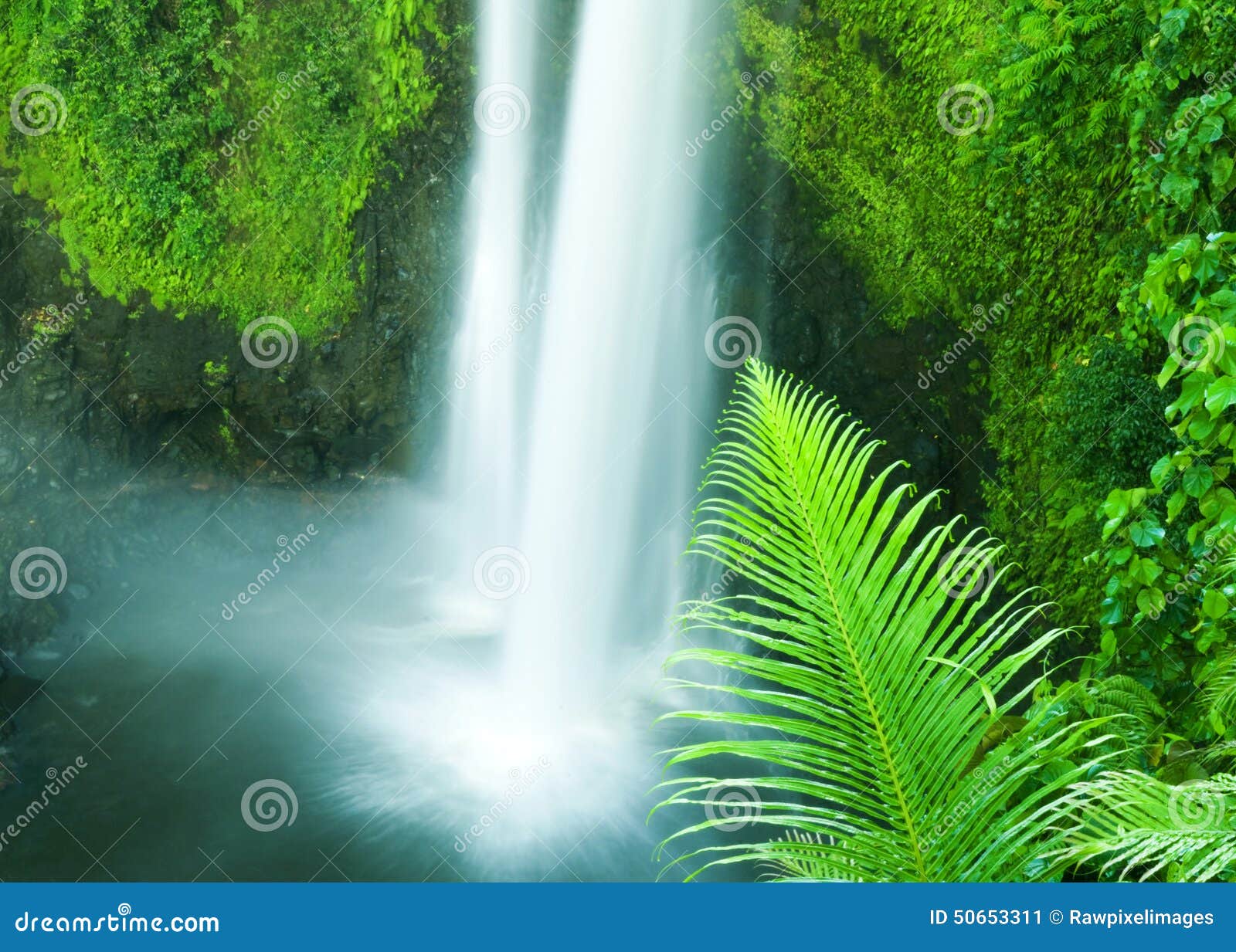 Djungle Stock Photos - Download 58 Royalty Free Photos