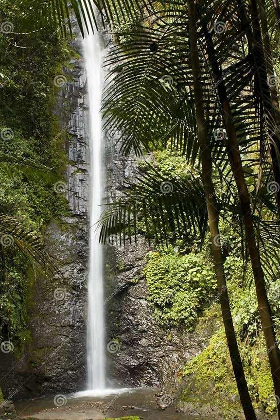 Waterfall in the Ecuador stock photo. Image of water, falling - 7302720