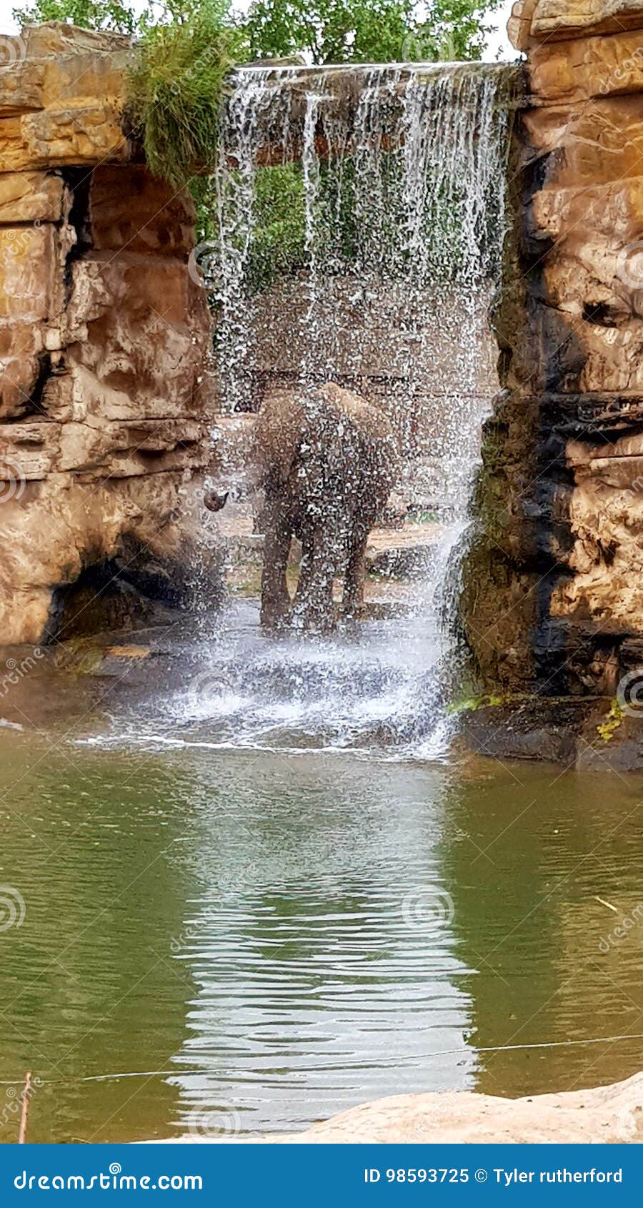 Waterfall elephant stock image. Image of fall, waterfall - 98593725