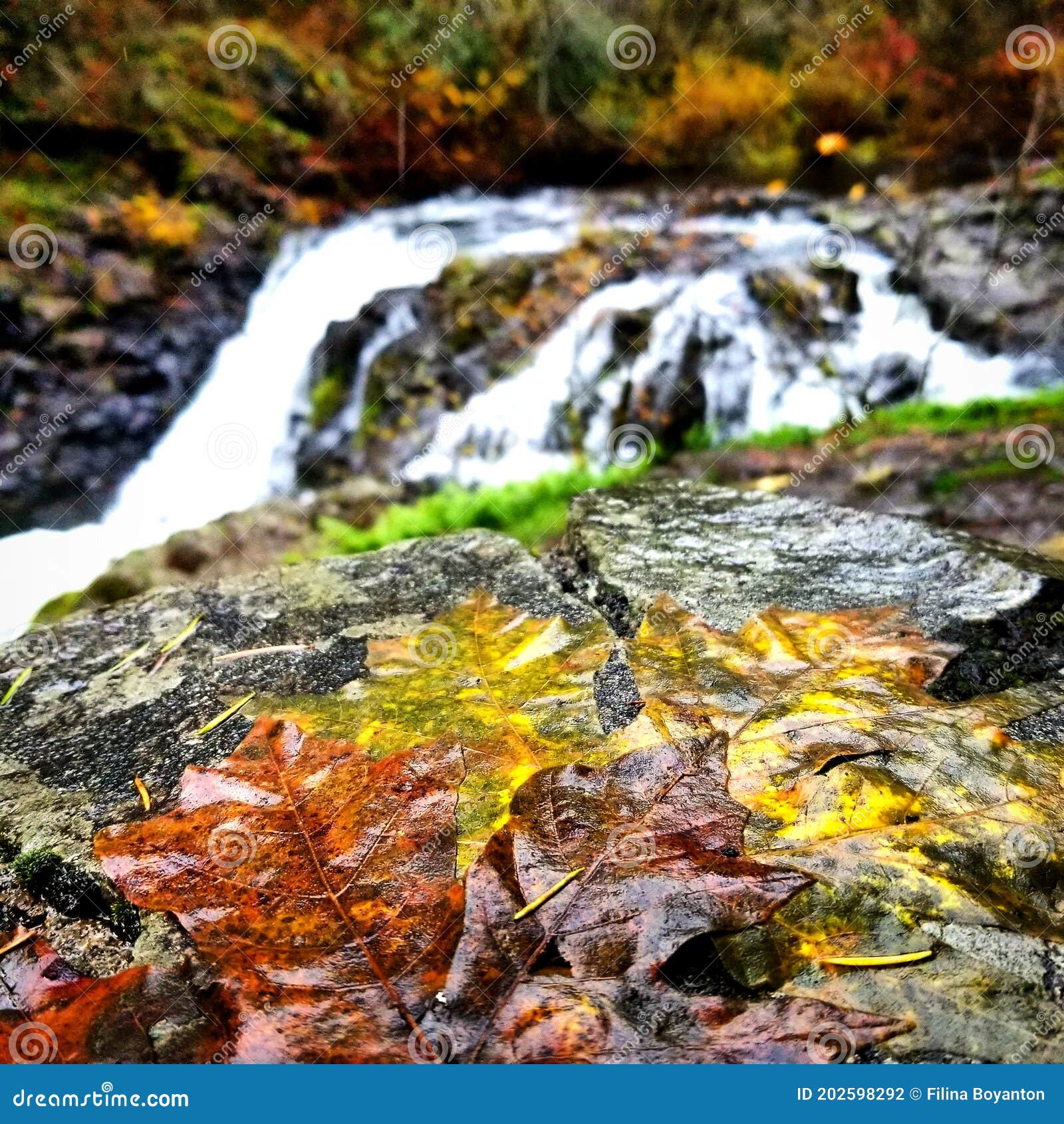 Waterfall falling leaf stock photo. Image of water, tree - 202598292