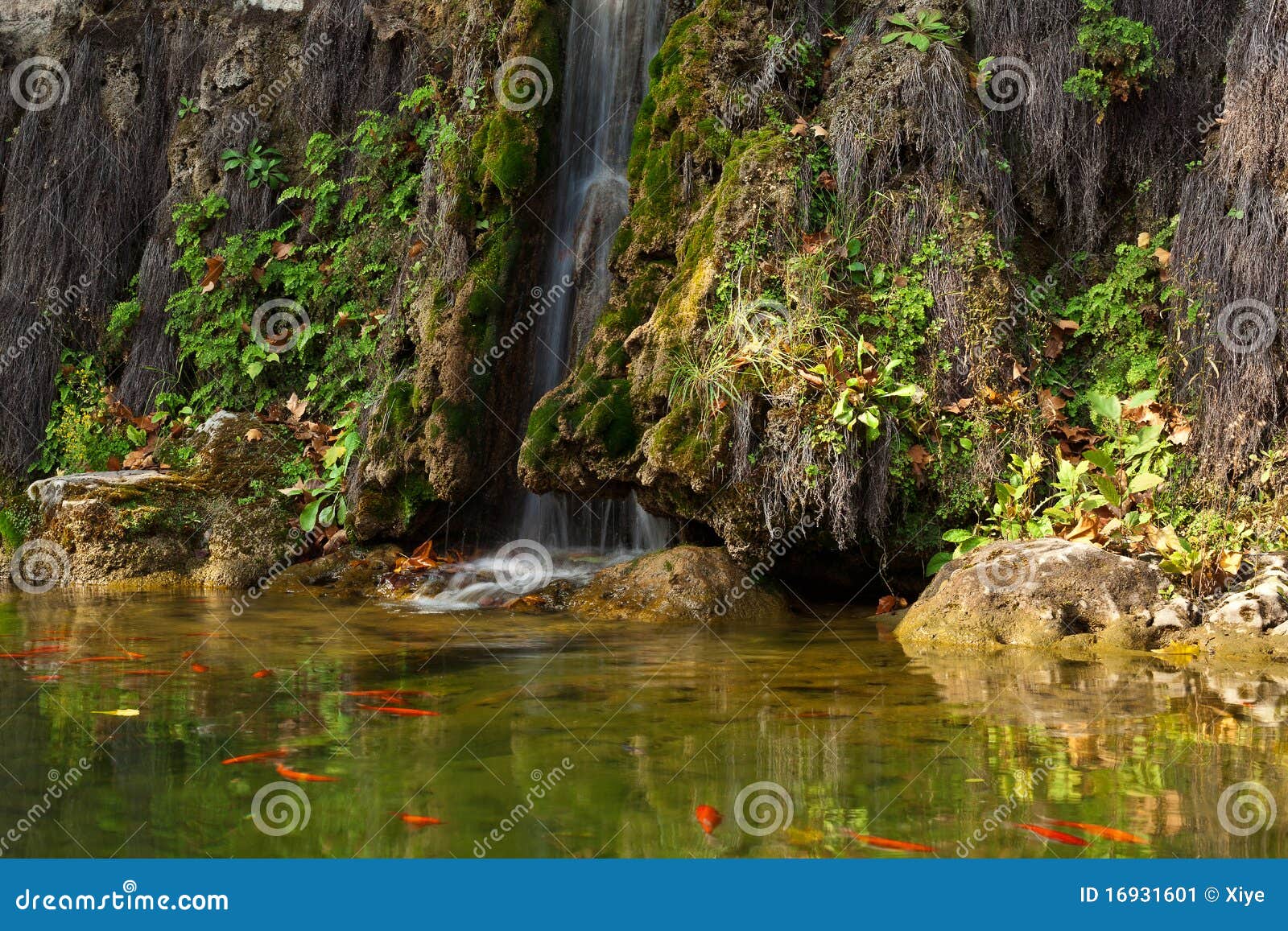 Waterfall and fish stock image. Image of environment - 16931601