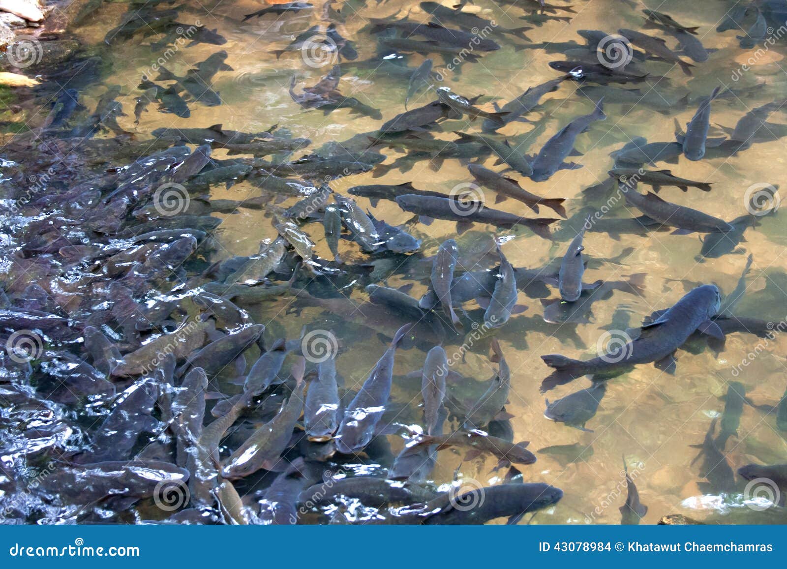 Waterfall fish stock photo. Image of moss, nature, cyprinidae - 43078984