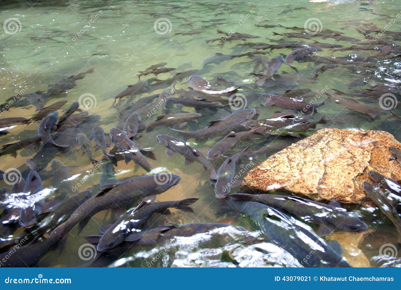Waterfall fish stock image. Image of fresh, environment - 43079021