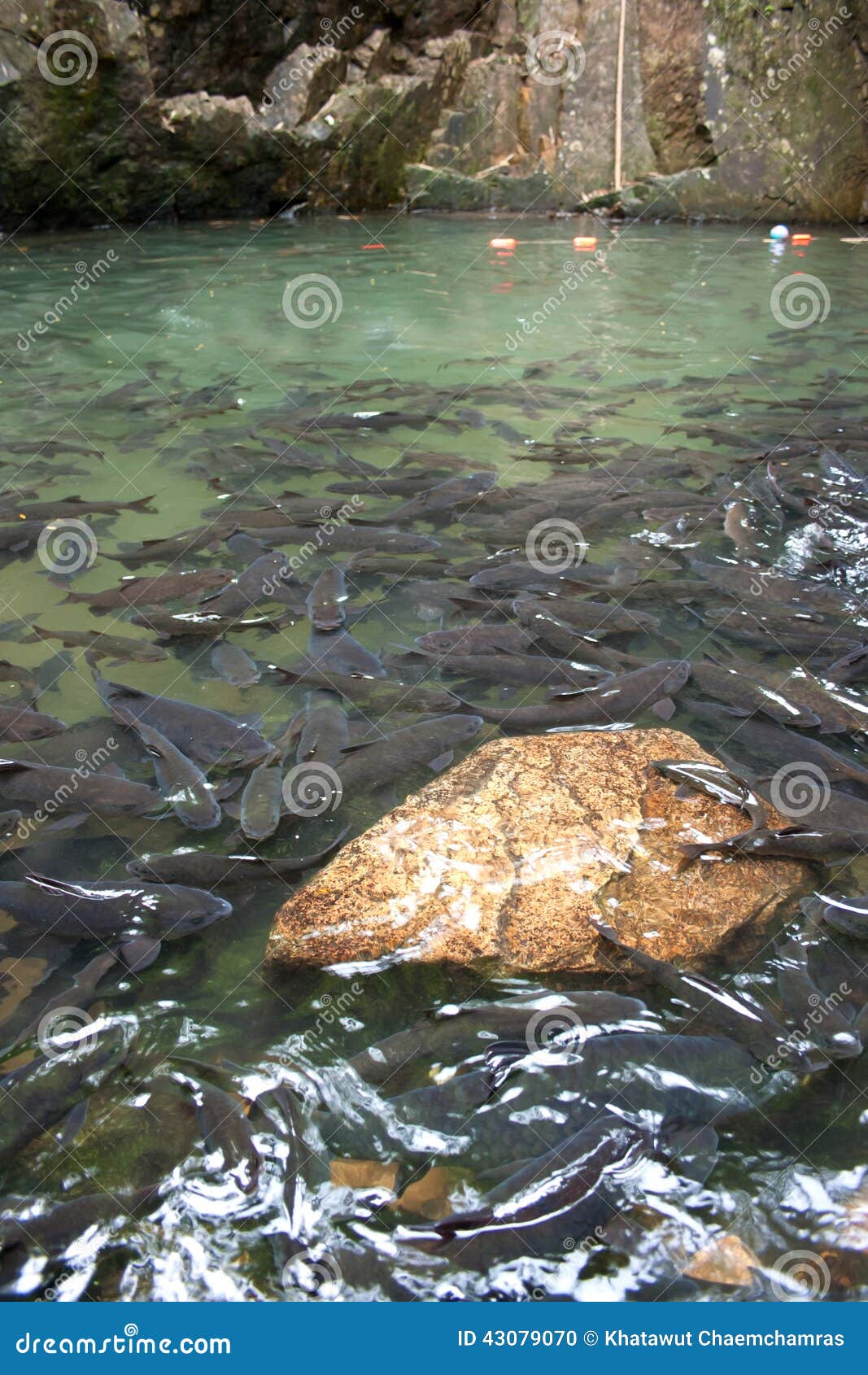 Waterfall fish stock photo. Image of calm, cave, carp - 43079070