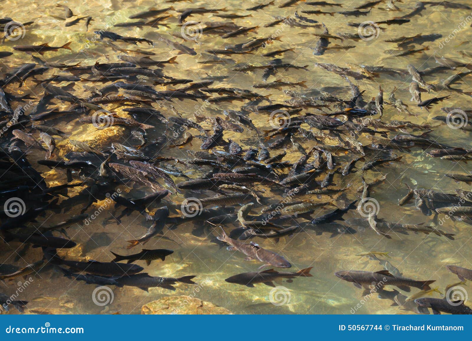 Waterfall fish. stock photo. Image of nature, fish, chantaburi - 50567744