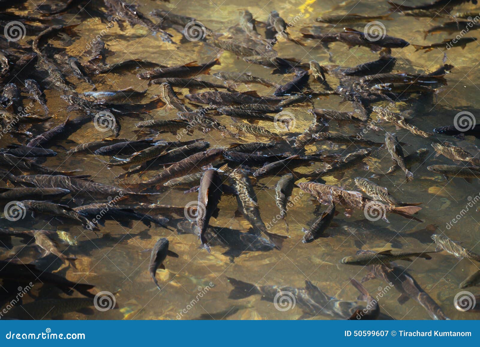 Waterfall fish. stock image. Image of camping, brook - 50599607