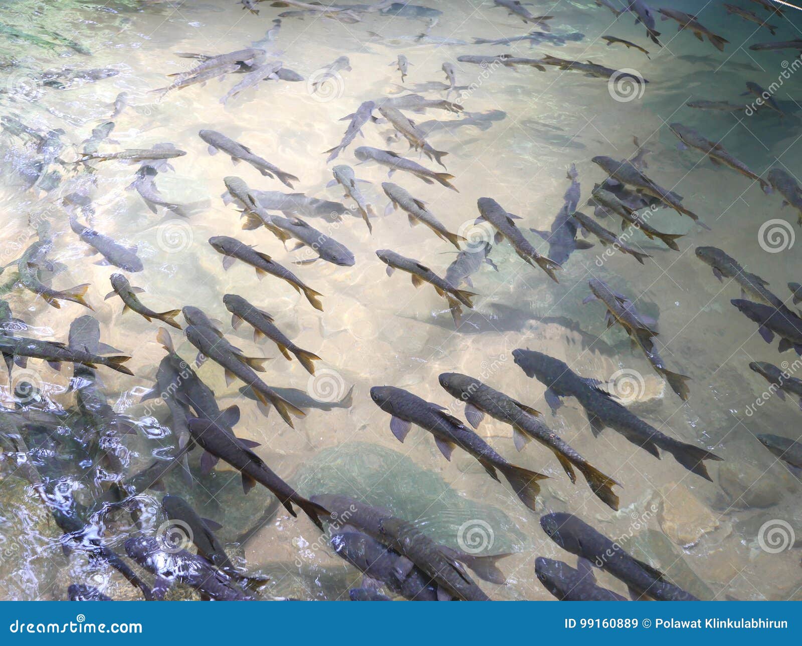 The fish in the water fall stock image. Image of blurred - 99160889