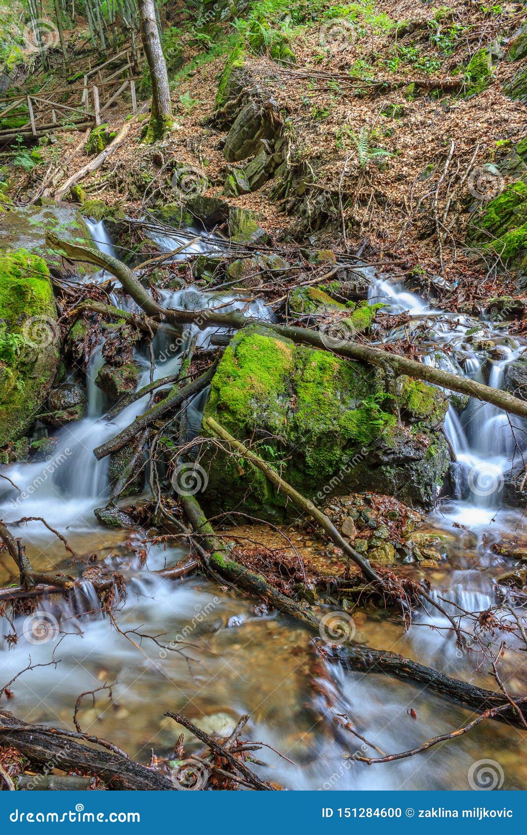 Waterfall Flowing between Branches and Rocks Stock Photo - Image of ...