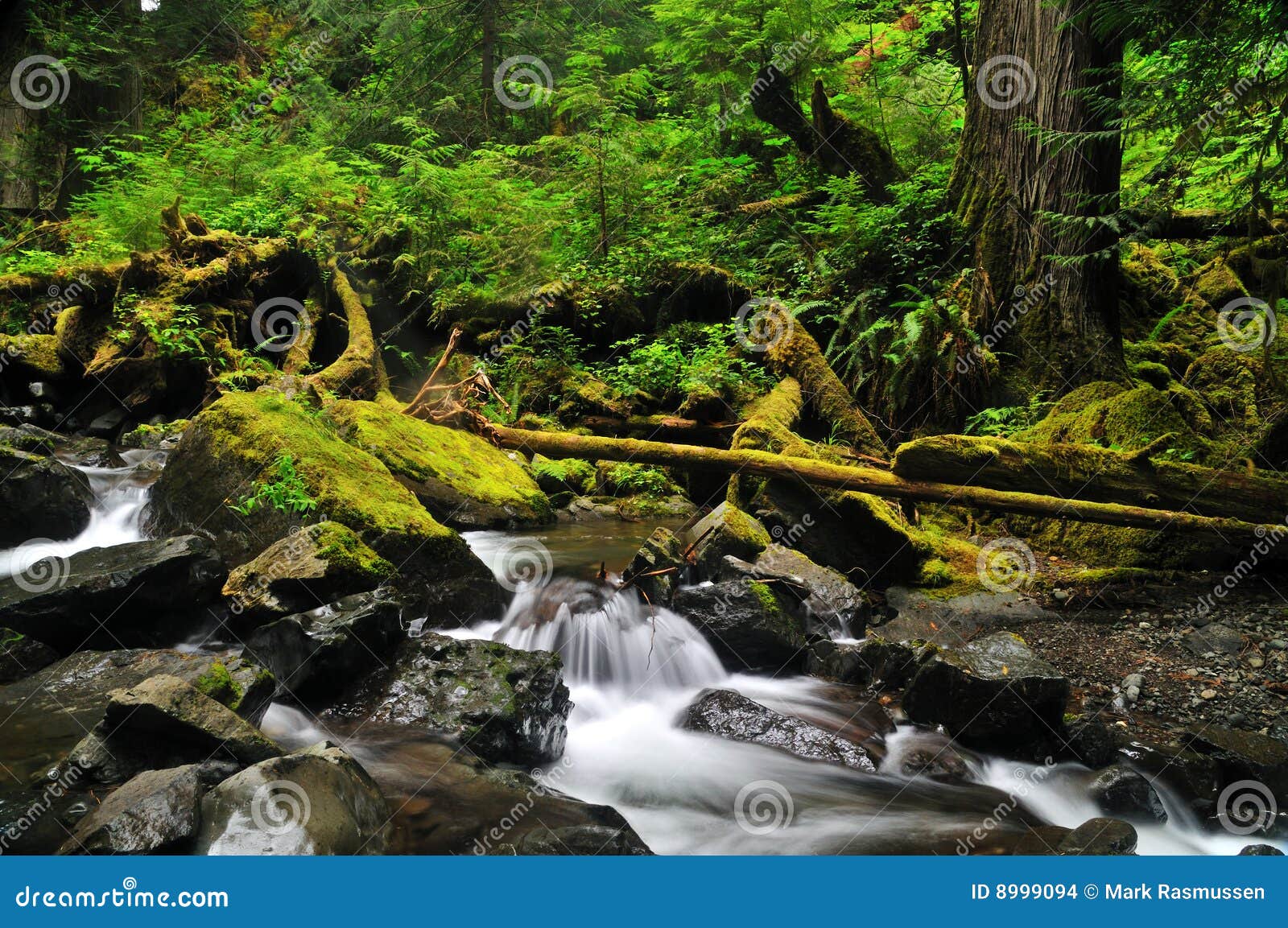 Waterfall in the Forest stock photo. Image of natural - 8999094