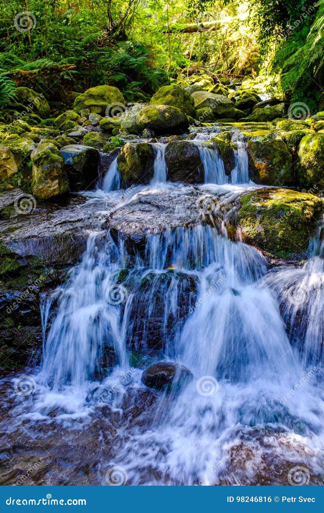 Waterfall in a forest stock photo. Image of pond, water - 98246816