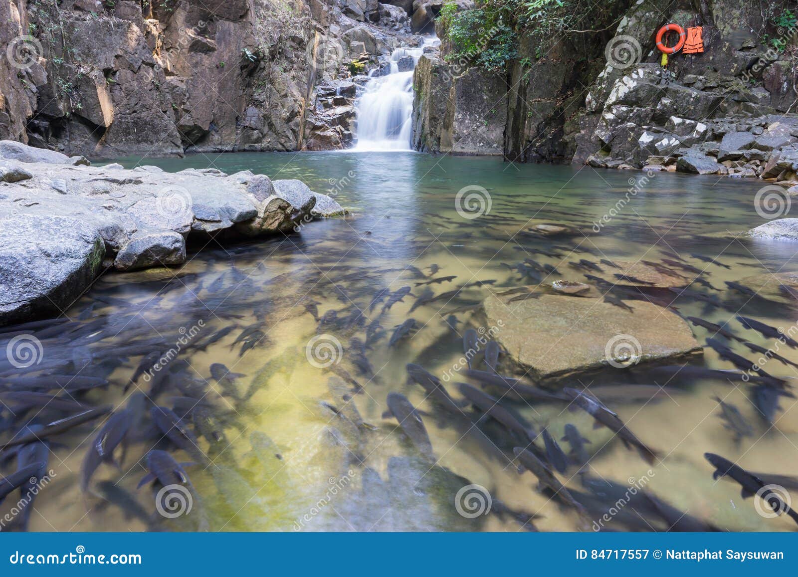 Waterfall Forest Trough Many Fish Stock Photos - Free & Royalty-Free ...