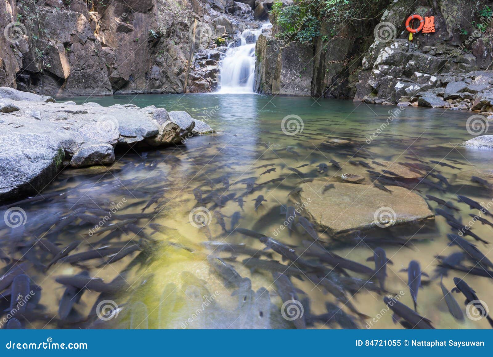 Waterfall in the Forest with Trough and Many Fish Stock Image - Image ...
