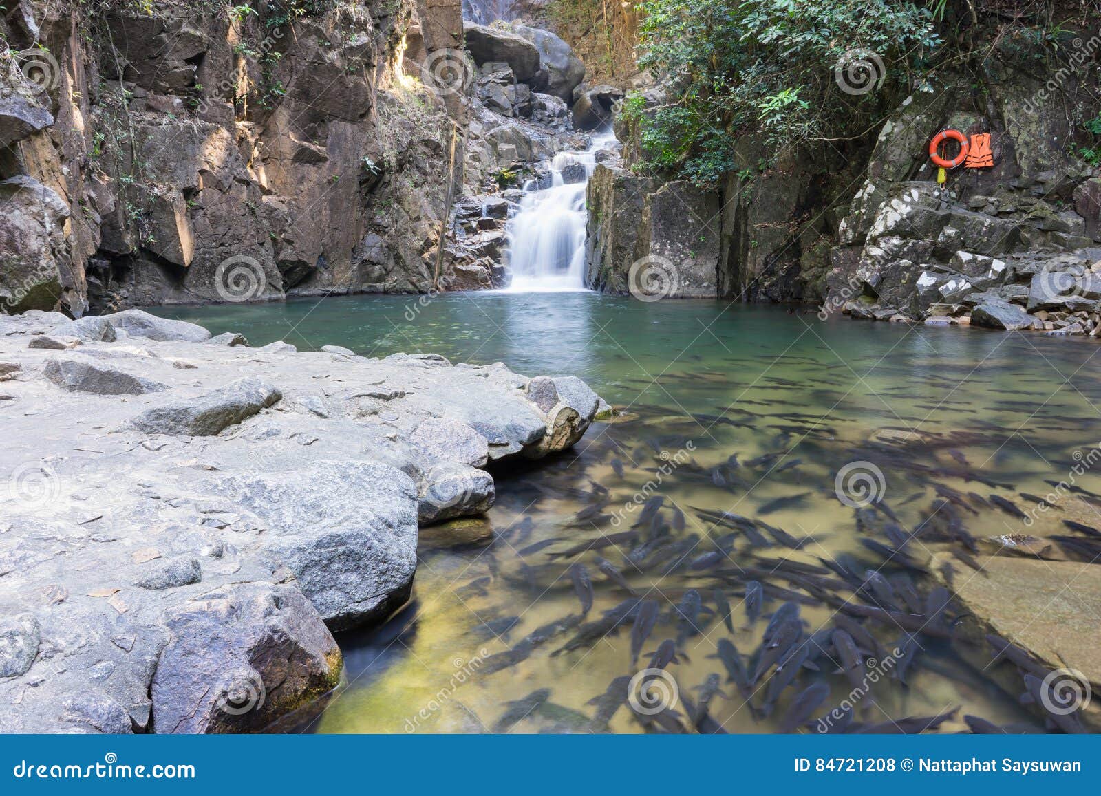 Waterfall in the Forest with Trough and Many Fish Stock Photo - Image ...