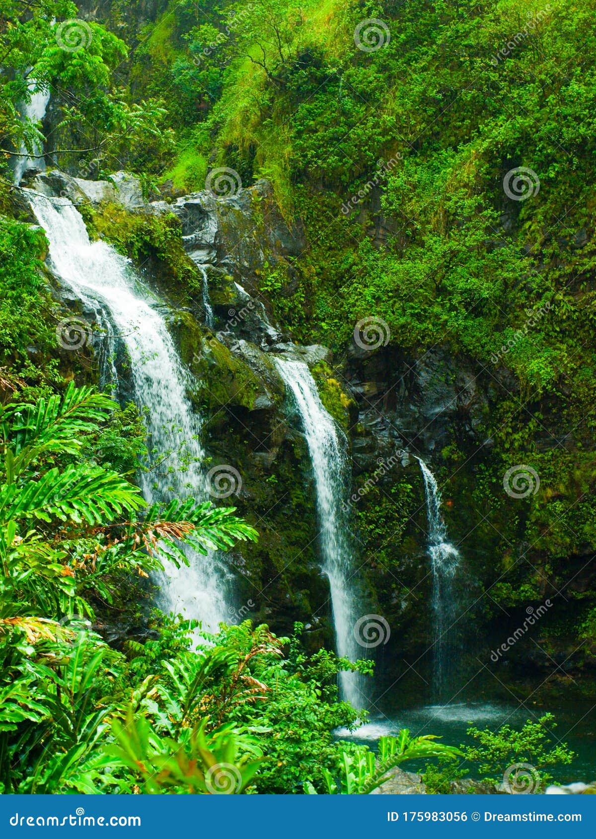 Waterfall and the Greenery on Maui, Hawaii Stock Photo - Image of moss ...