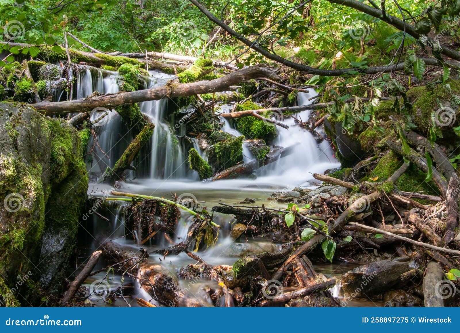 Waterfall between the Greenery and Trees Stumps Stock Image - Image of ...