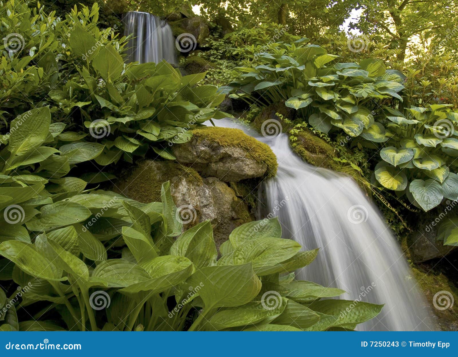Waterfall hostas stock image. Image of stream, garden - 7250243