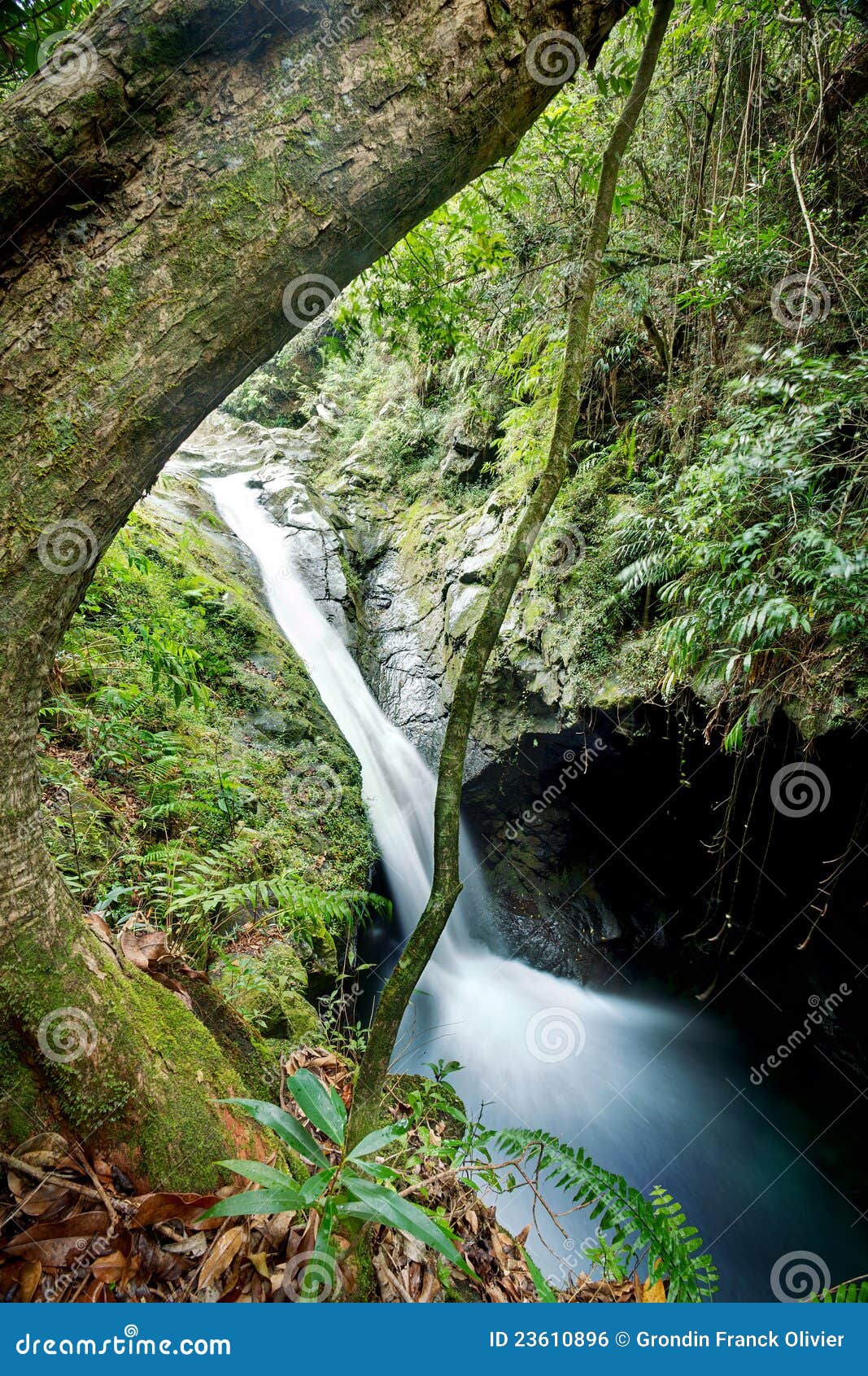 Waterfall in jungle stock photo. Image of fern, bryophytes - 23610896