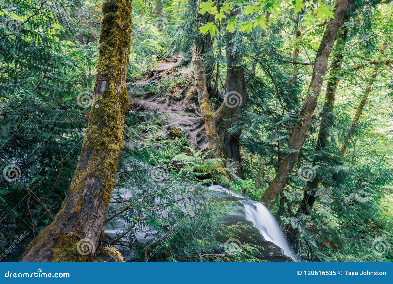 Top of Waterfall Falling Down in Forest Setting Stock Image - Image of ...