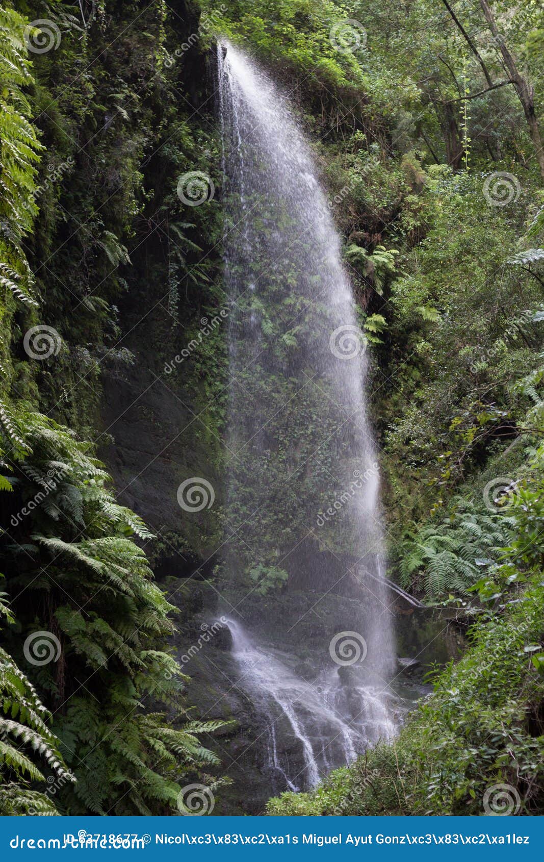 Waterfall in Los Tilos (La Palma, Canary Islands) Stock Image - Image ...