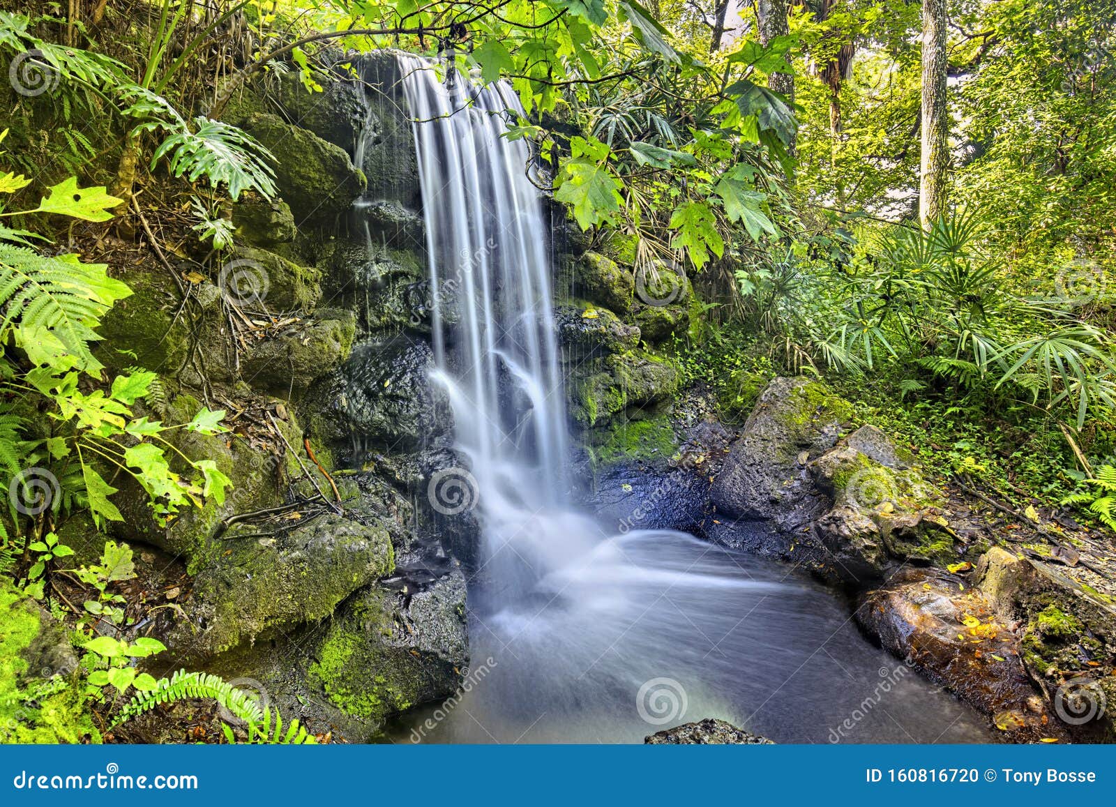Waterfall in a Lush Forest stock photo. Image of life - 160816720