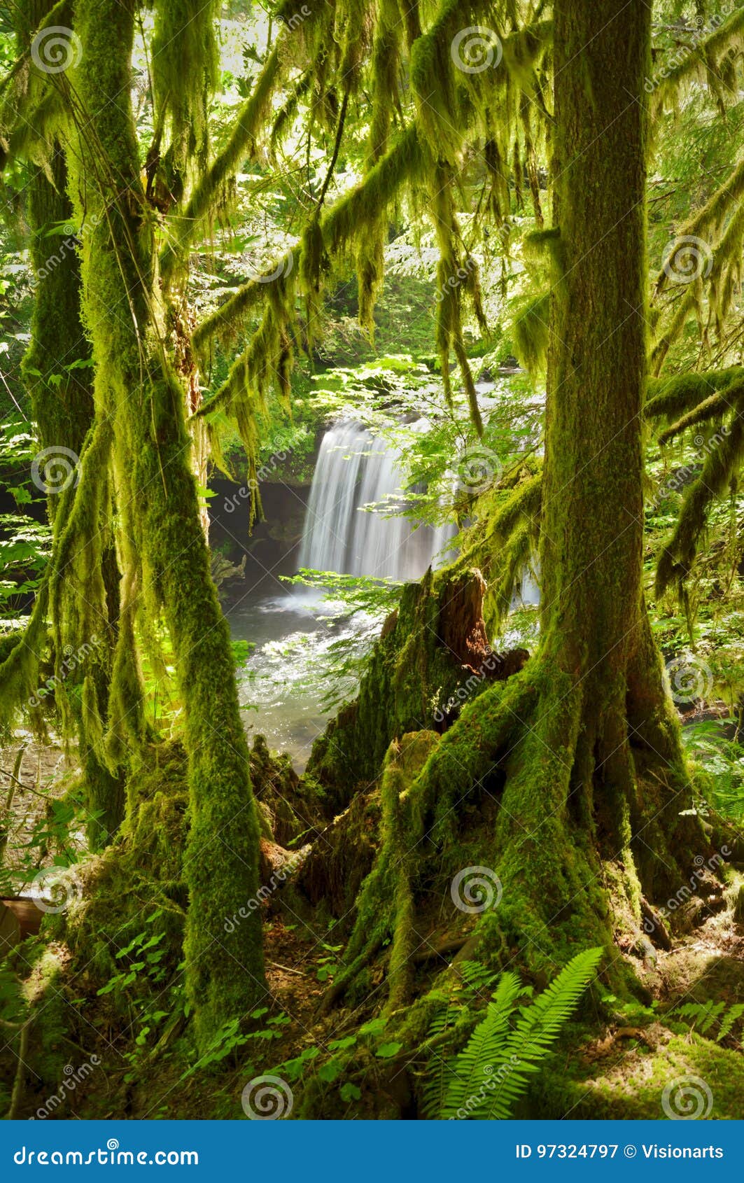 Waterfall in Lush Green Mossy Forest Stock Image - Image of scenic ...