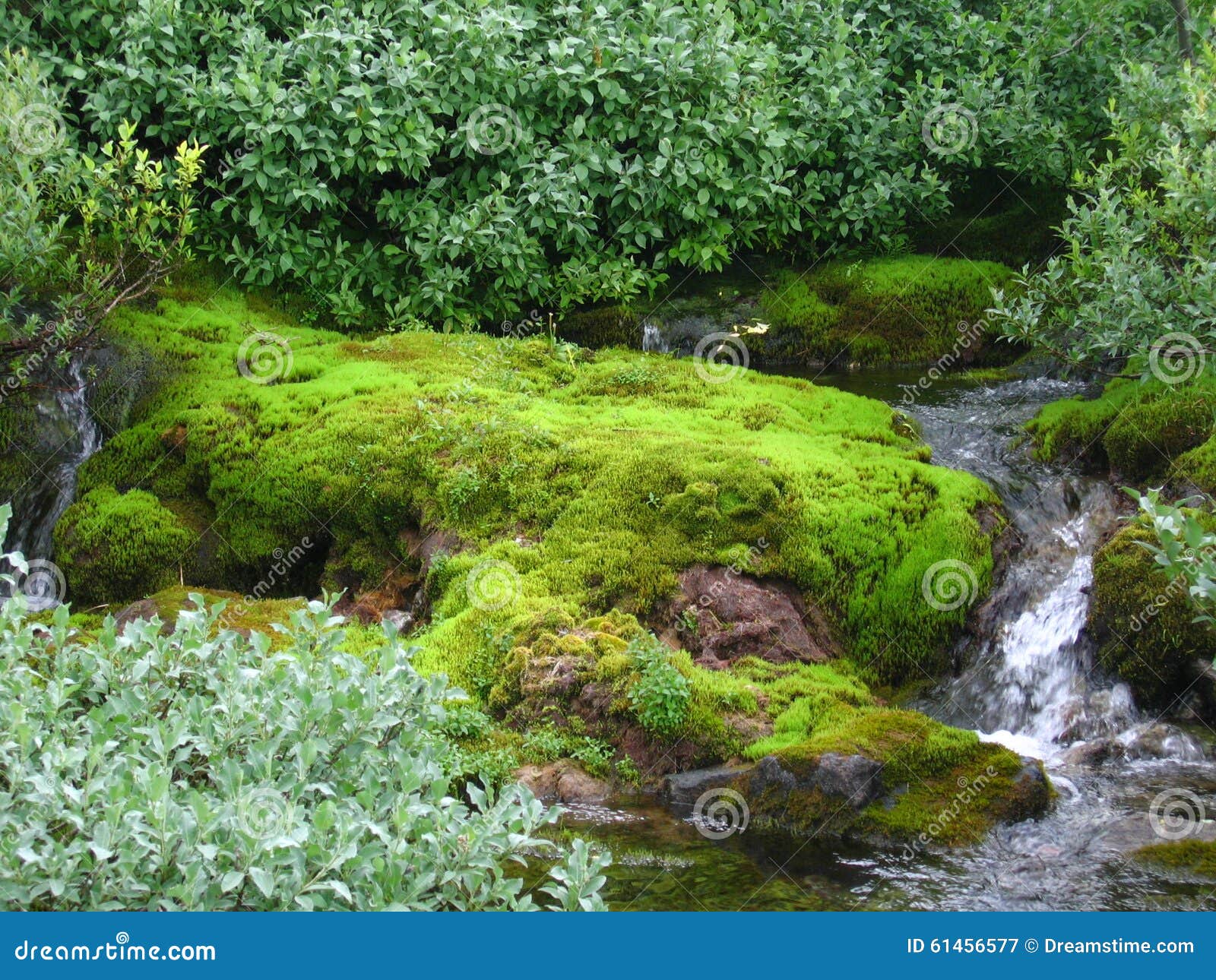 Waterfall and moss stock image. Image of green, waterfall - 61456577
