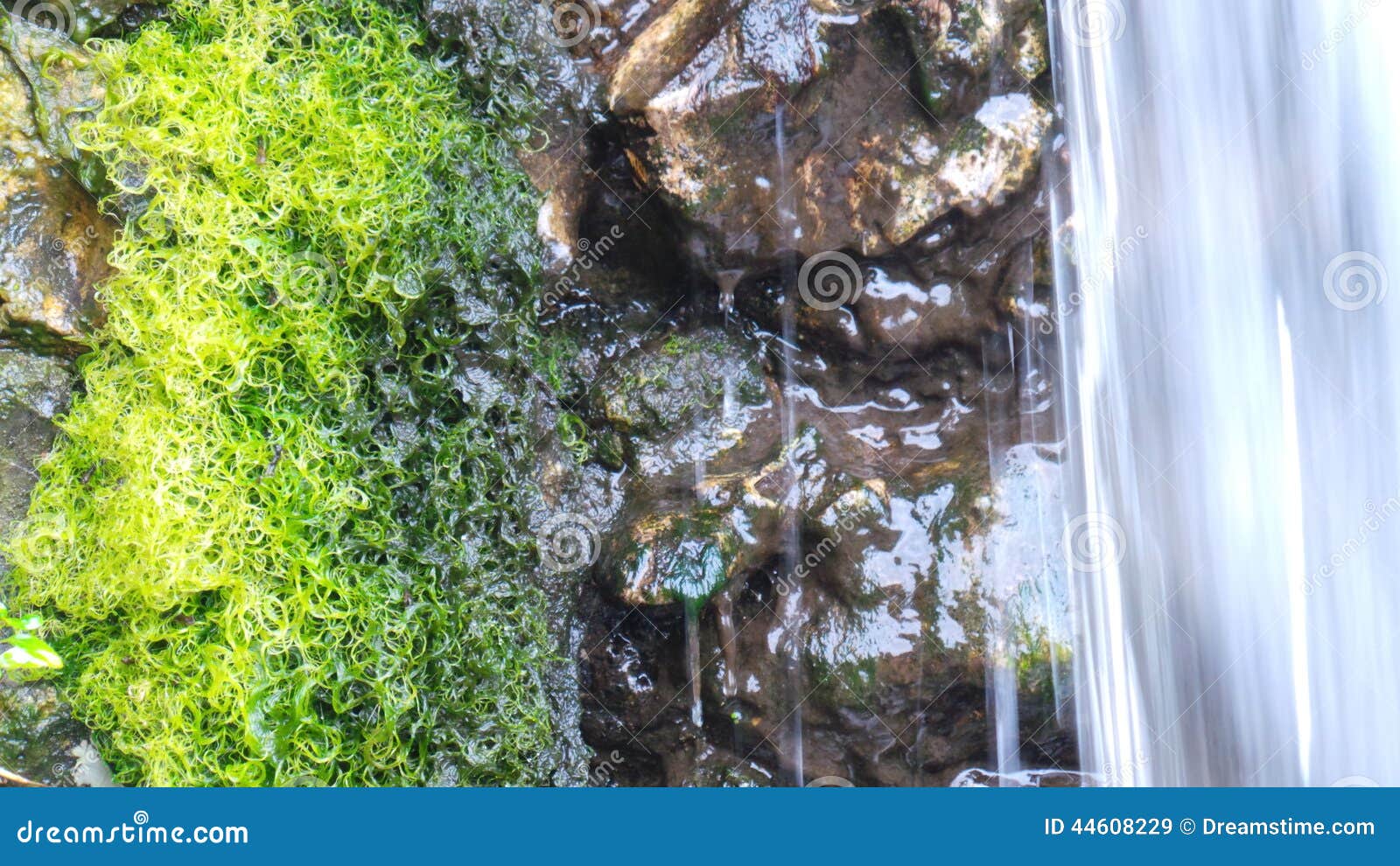 Waterfall moss stock image. Image of growing, green, water - 44608229