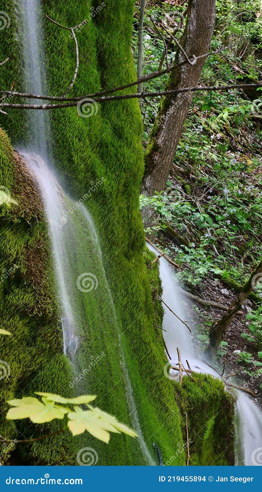 Waterfall on a moss wall stock photo. Image of plant - 219455894