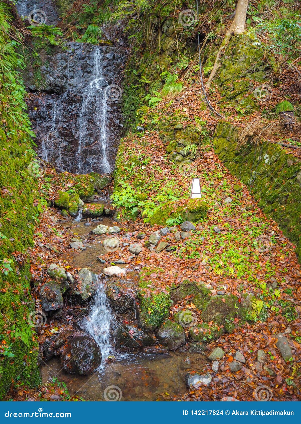 Waterfall on the Mountain with Fall Maple Leaves Stock Photo - Image of ...