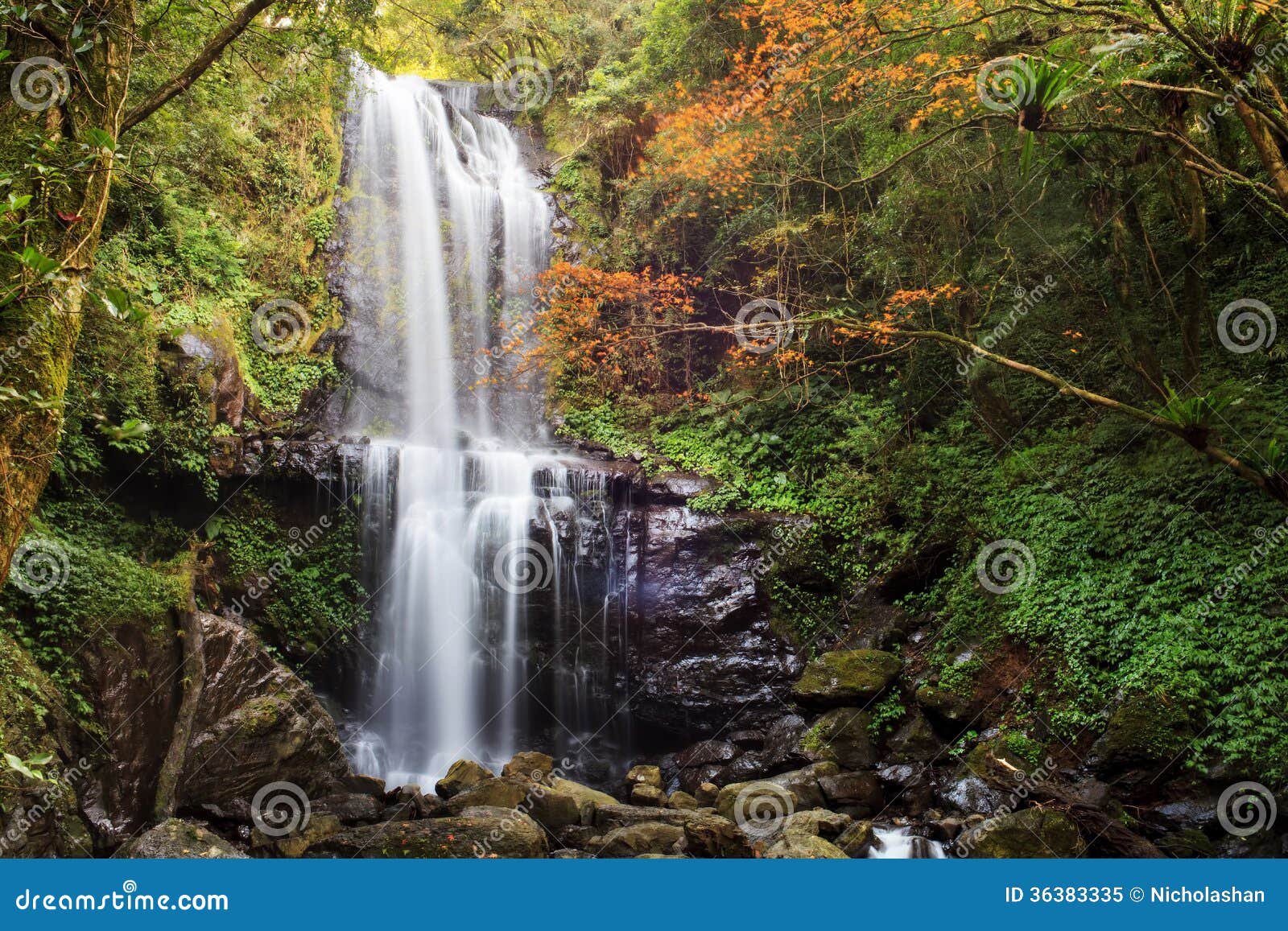 Waterfall with Nice Maple Tree Stock Image - Image of foliage, plant ...