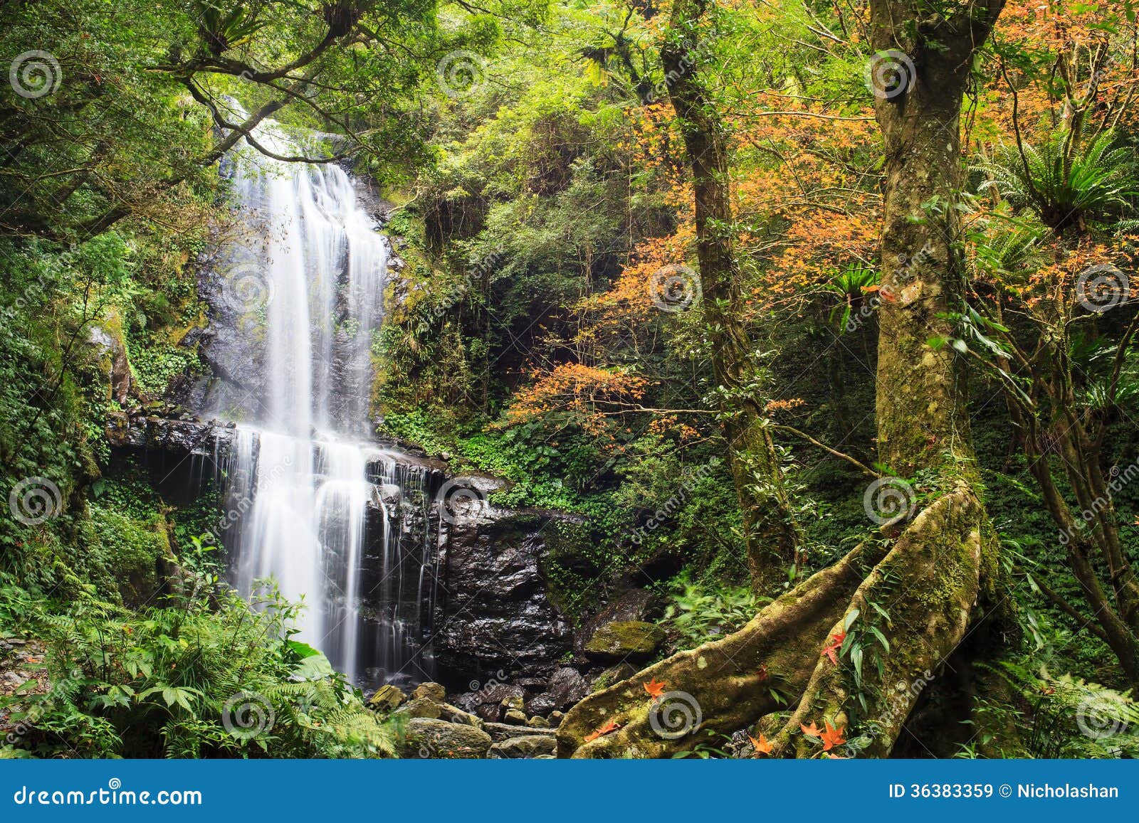 Waterfall with Nice Maple Tree Stock Image - Image of heaven, paradise ...