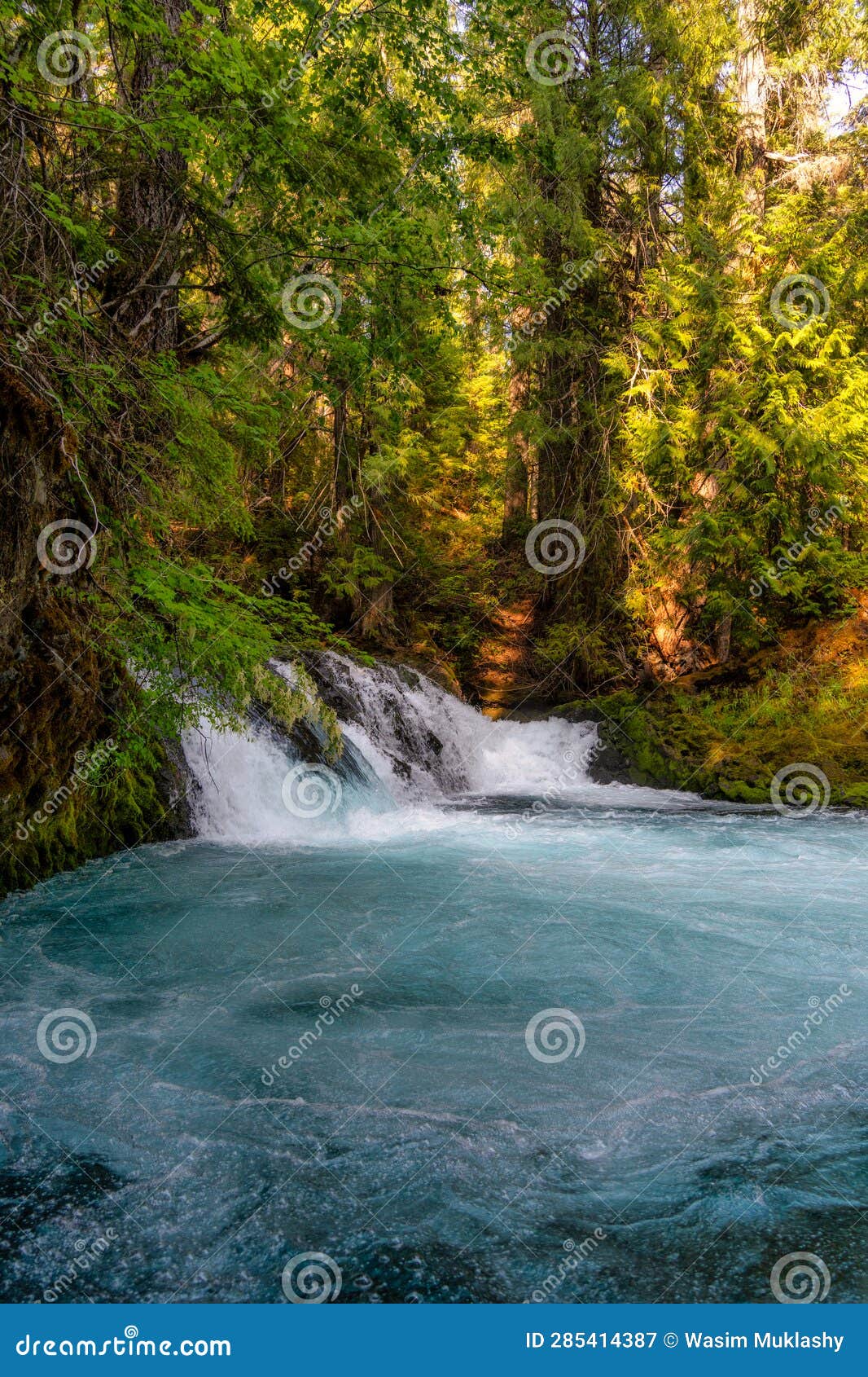 Waterfall in Oregon Forest in the Cascades Stock Image - Image of ...