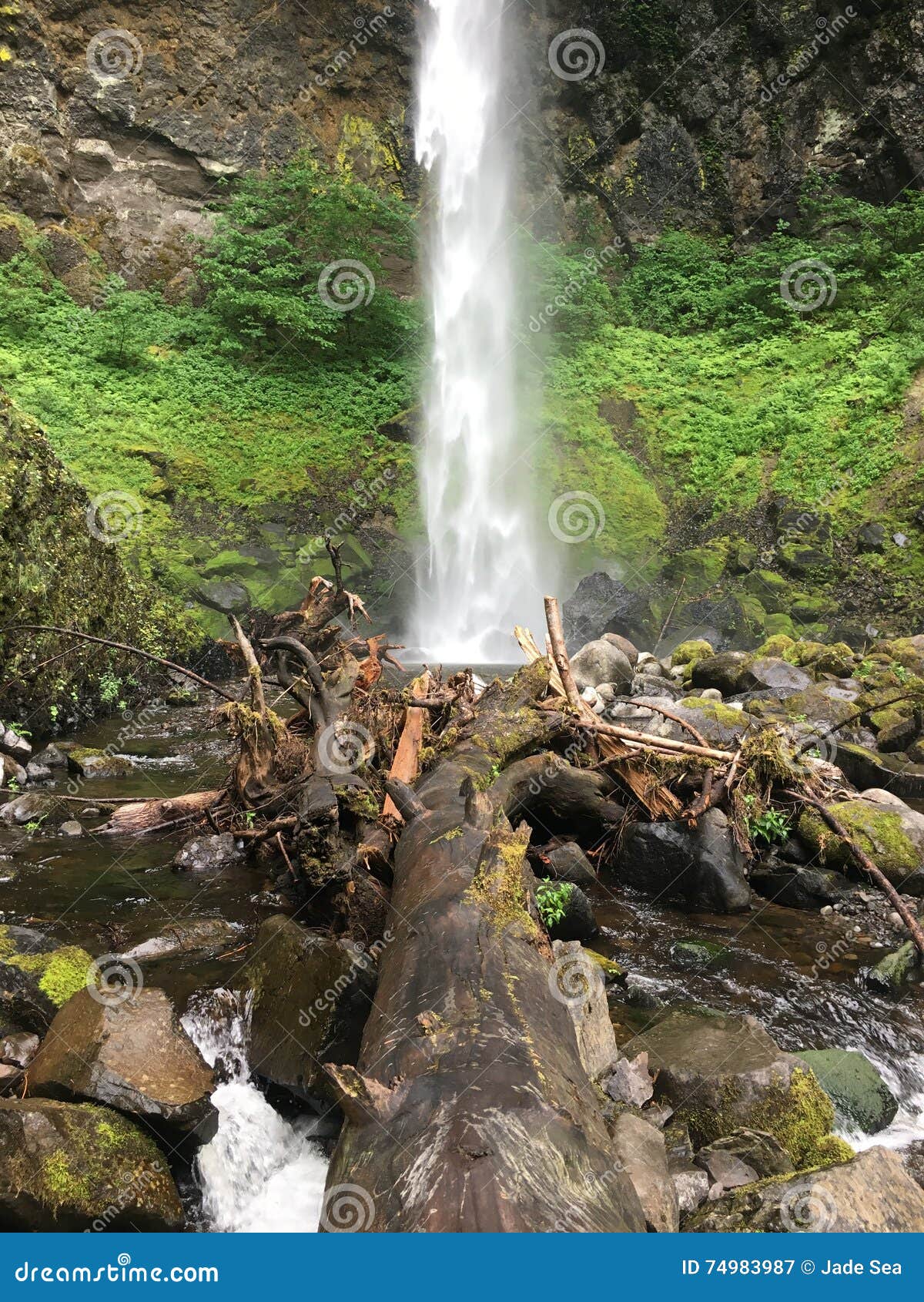 Waterfall over fallen tree stock image. Image of fallen - 74983987